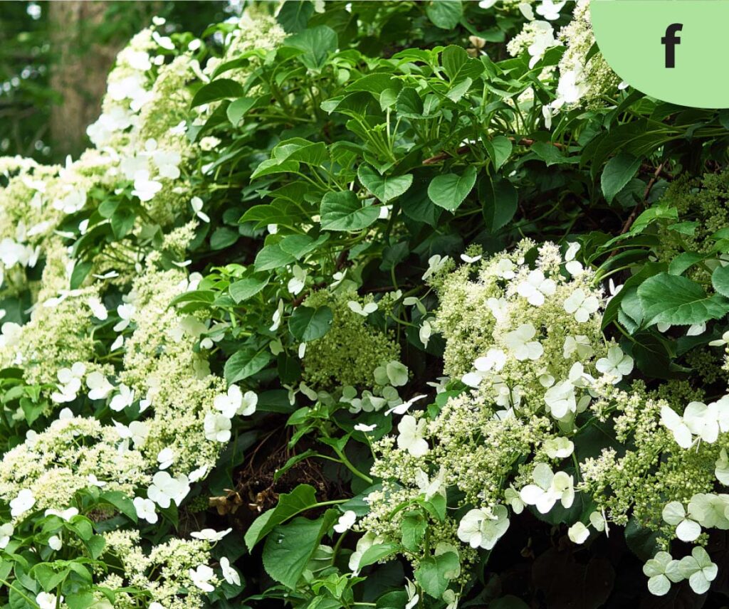 Top 3 Hydrangea Questions Answered | Petitti Garden Centers