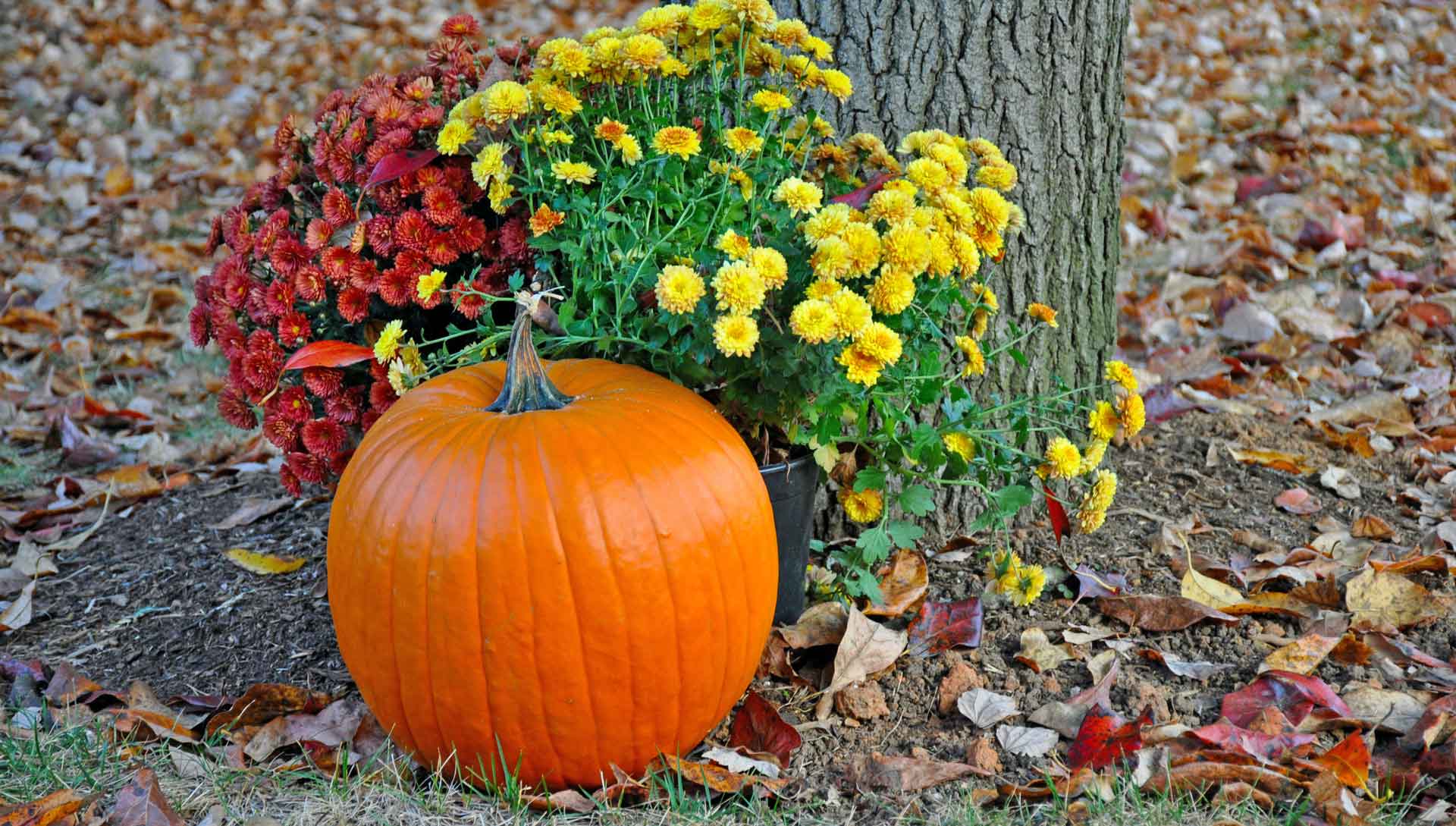 Northeast Ohio October Garden Guide | Petitti Garden Centers