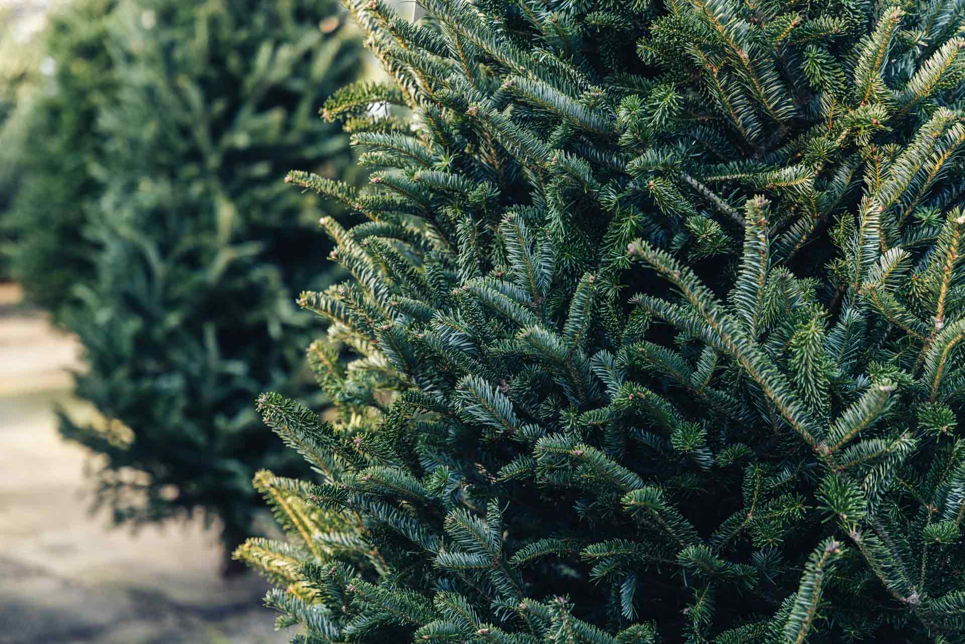 Fresh-Cut Christmas Trees | Petitti Garden Centers