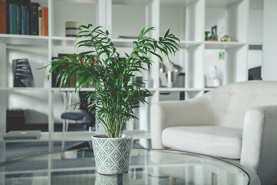 50 Fabulous Houseplants | Petitti Garden Centers
