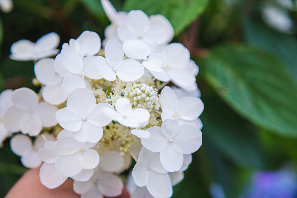 Quick Fire Hydrangeas | Petitti Garden Centers