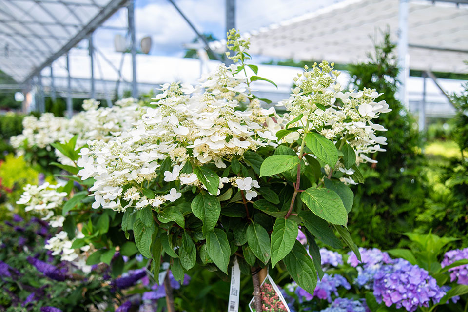 Quick Fire Hydrangeas | Petitti Garden Centers