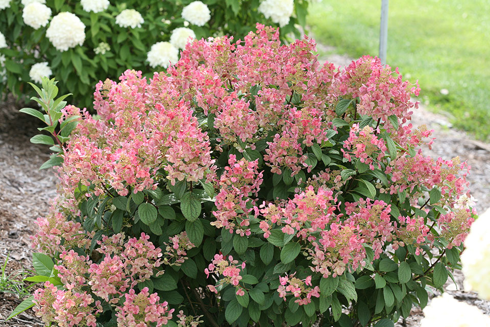 Quick Fire Hydrangeas | Petitti Garden Centers