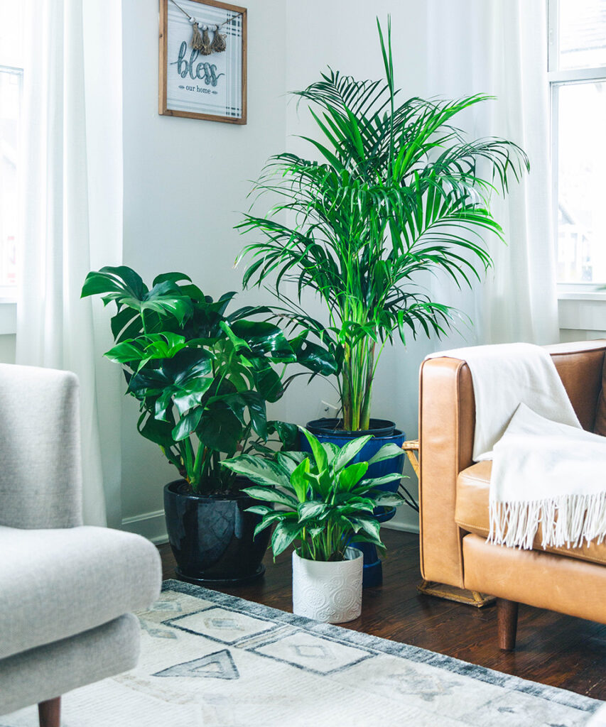 Indoor Plant Pots and Containers | Petitti Garden Centers