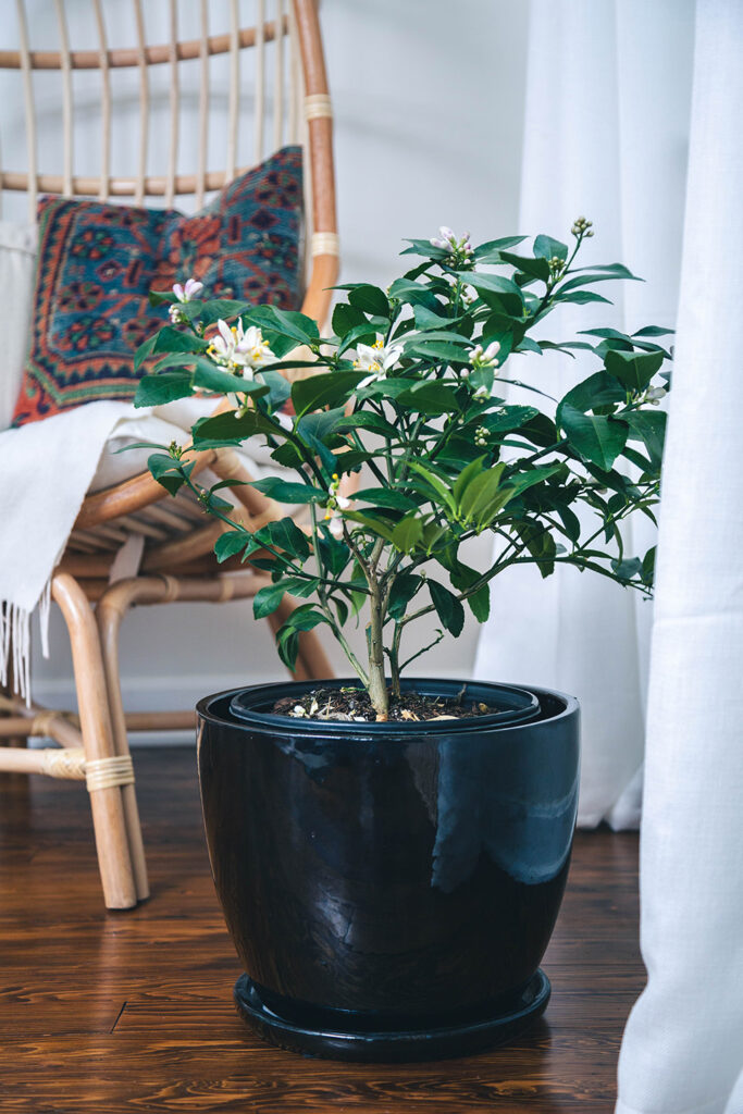 Indoor Plant Pots and Containers | Petitti Garden Centers