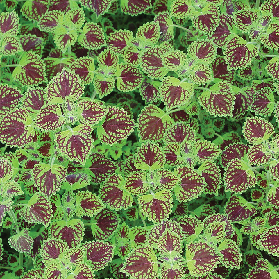 New Plants for Spring 2021 | Petitti Garden Centers