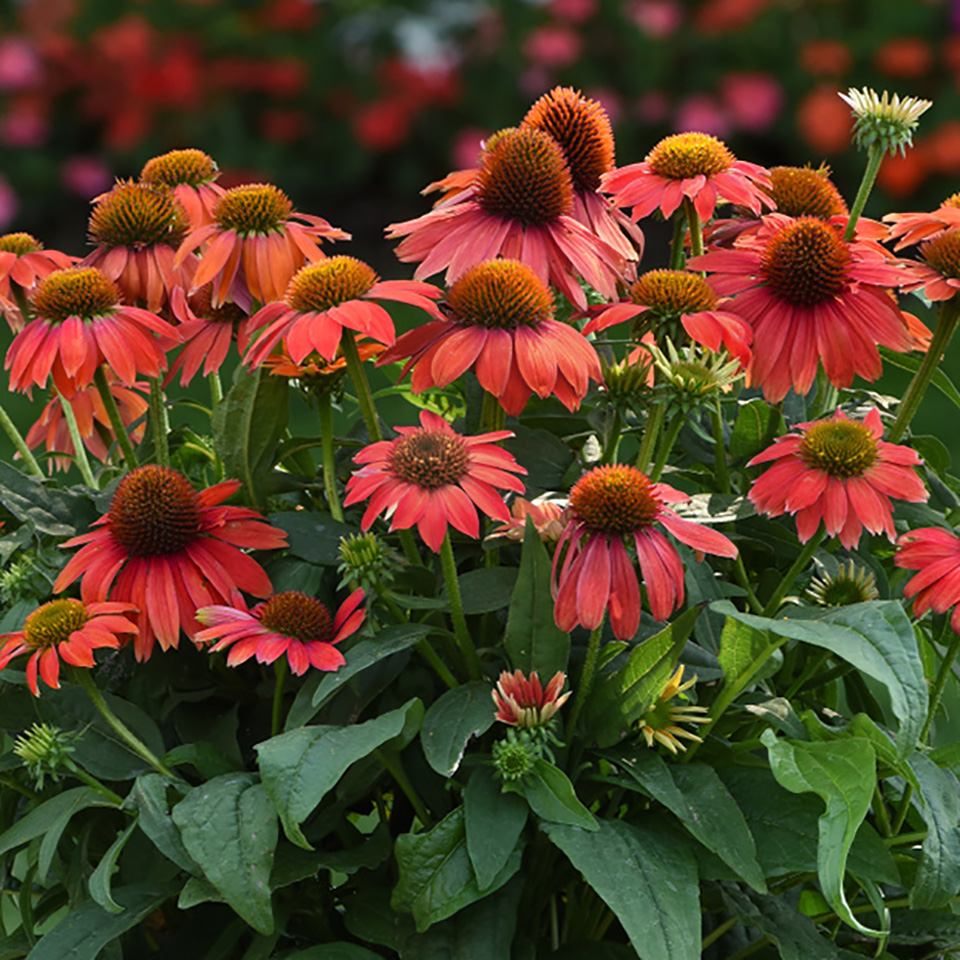 New Plants for Spring 2021 | Petitti Garden Centers