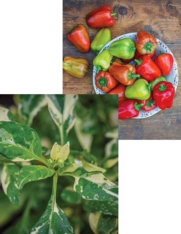 New Plants for Spring 2021 | Petitti Garden Centers
