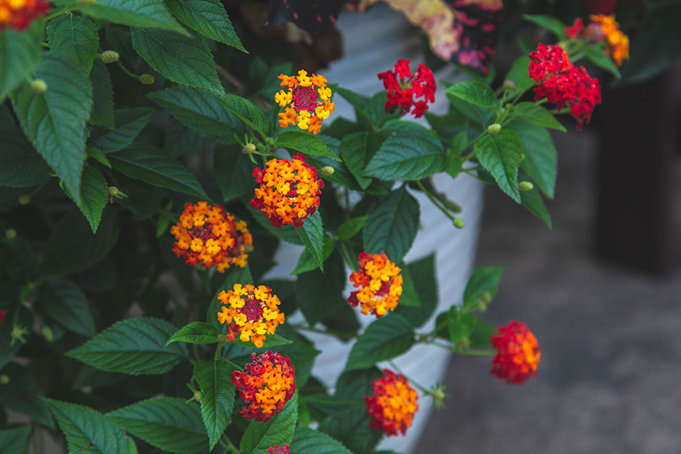 Gardening with Tropical Plants | Petitti Garden Centers