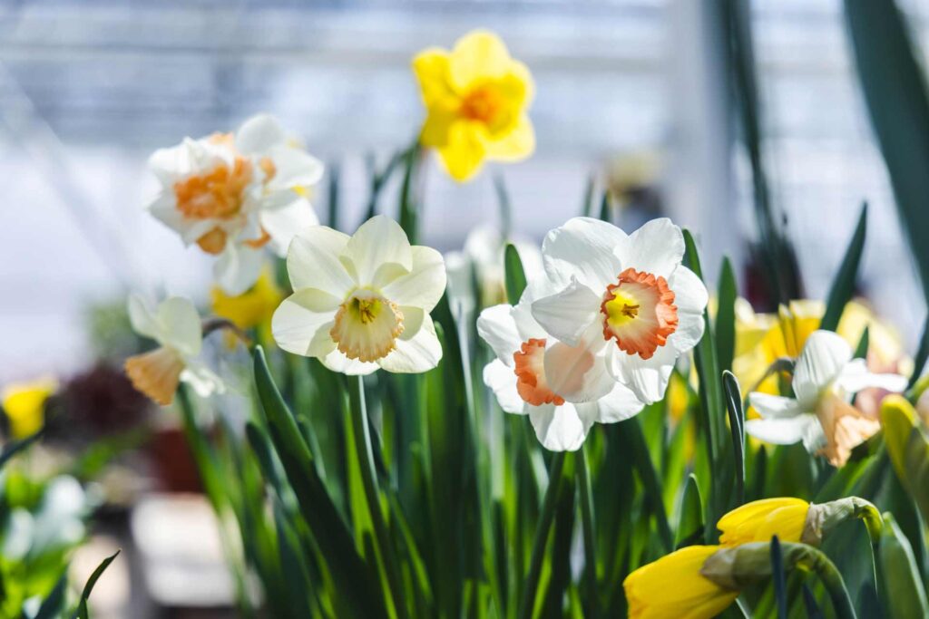 Plant Fall Bulbs to Light Up Spring | Petitti Garden Centers