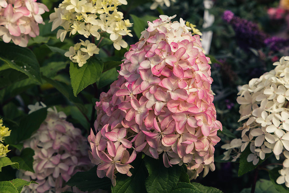 Hydrangea Quick Fire Fab® | Petitti Garden Centers