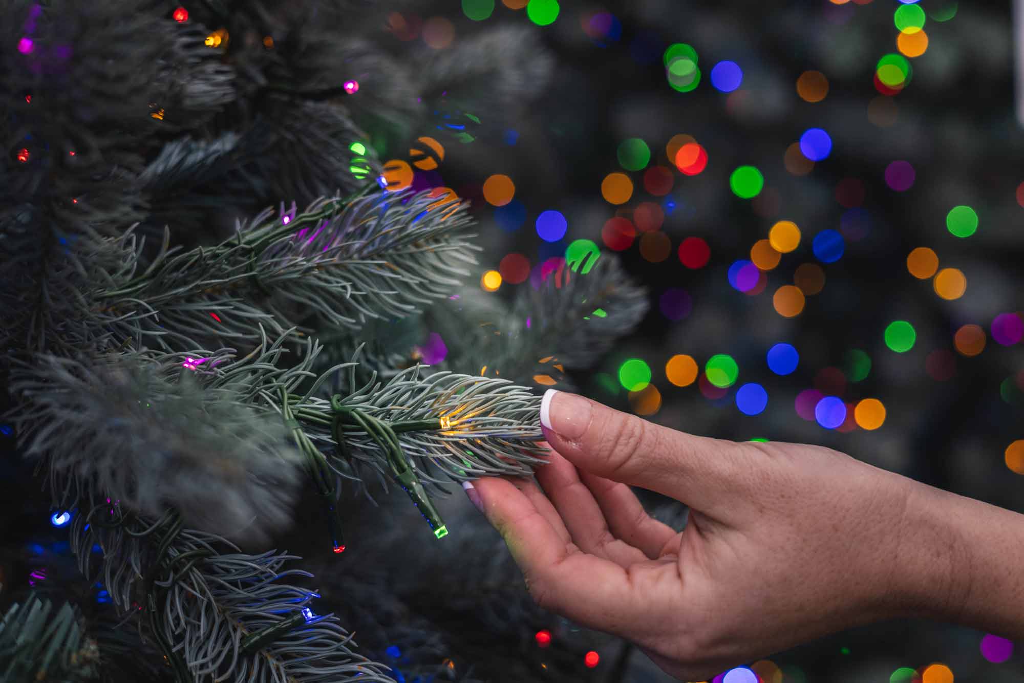 Life-Like Tree Care Guide | Petitti Garden Centers