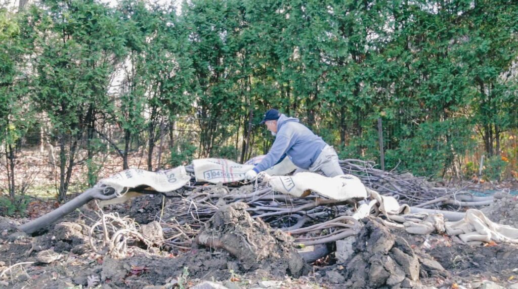 How to Overwinter Fig Trees in Ohio | Petitti Garden Centers