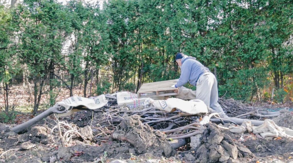 How to Overwinter Fig Trees in Ohio | Petitti Garden Centers