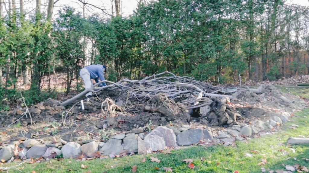 How to Overwinter Fig Trees in Ohio | Petitti Garden Centers