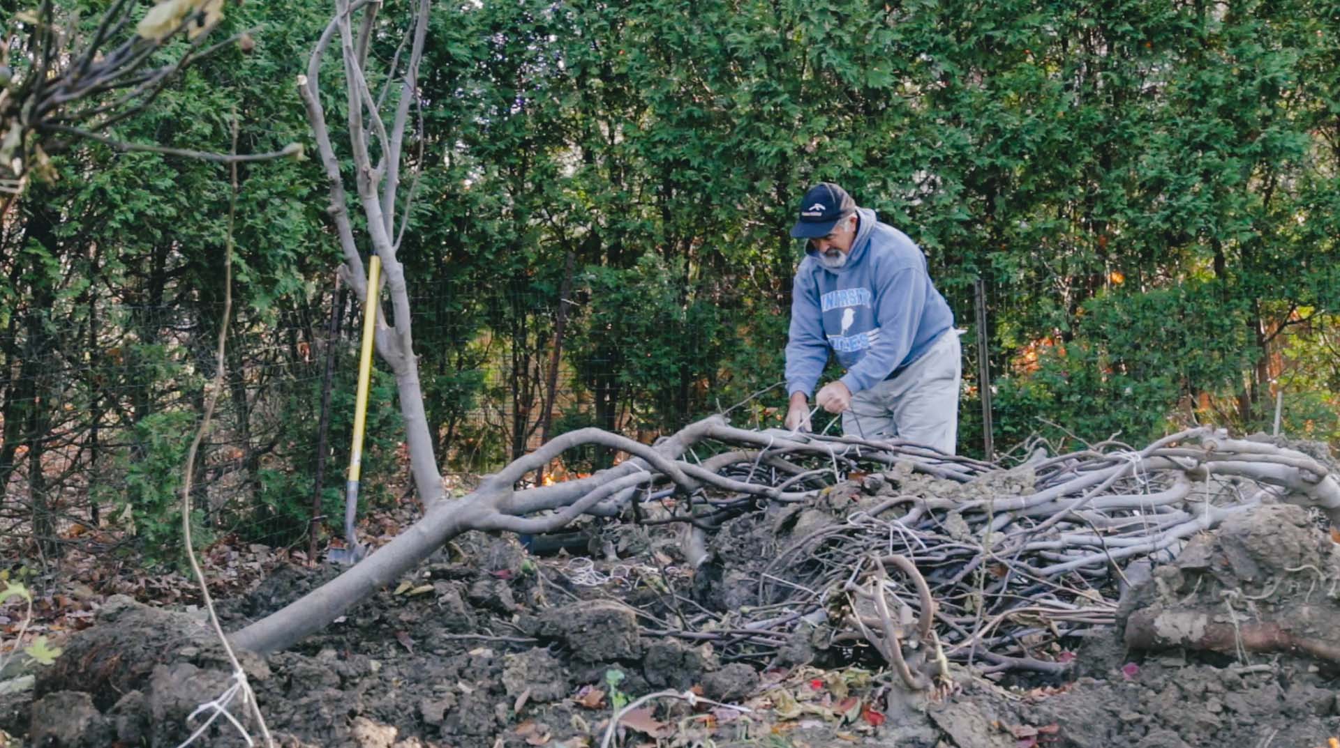 How to Overwinter Fig Trees in Ohio | Petitti Garden Centers