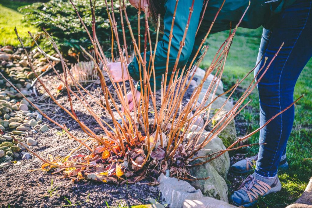 Winterizing Hydrangeas in Northeast Ohio | Petitti Garden Centers