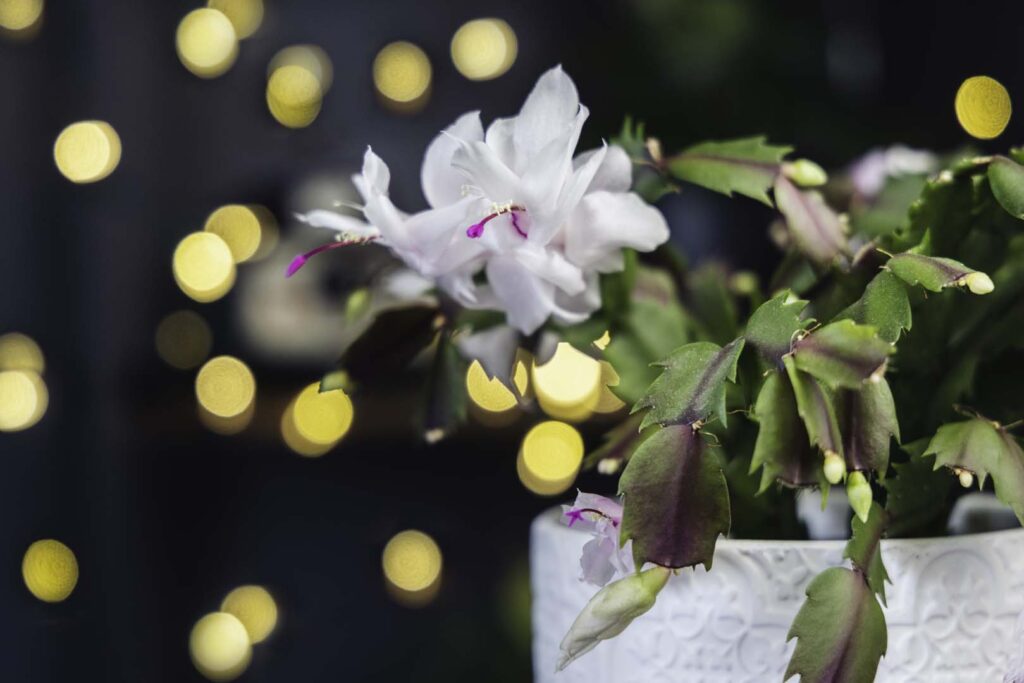 How to Care For a Christmas Cactus | Petitti Garden Centers