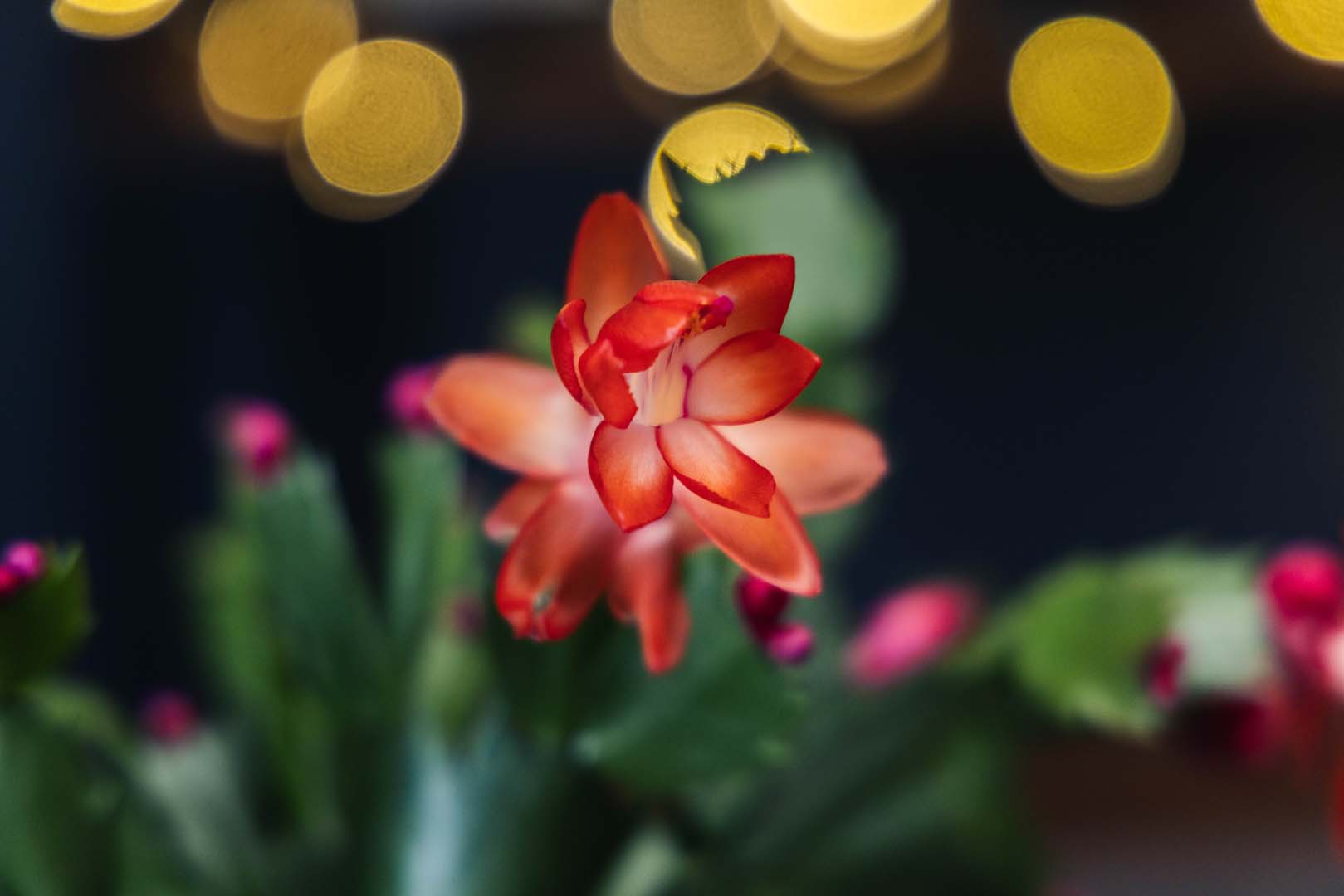 How to Care For a Christmas Cactus | Petitti Garden Centers