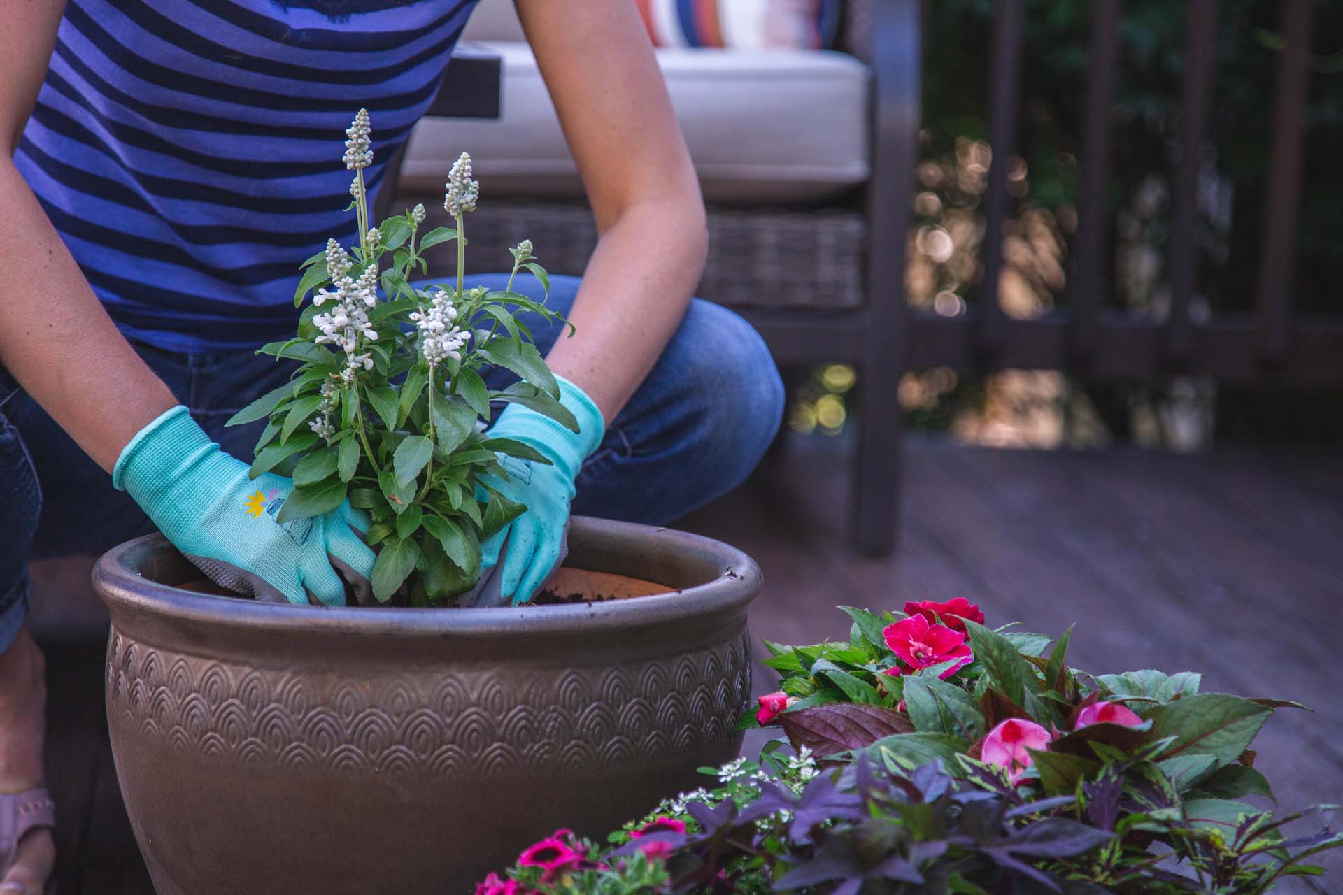 Arrowhead, Butterfly Plant, Nephthytis | Petitti Garden Centers