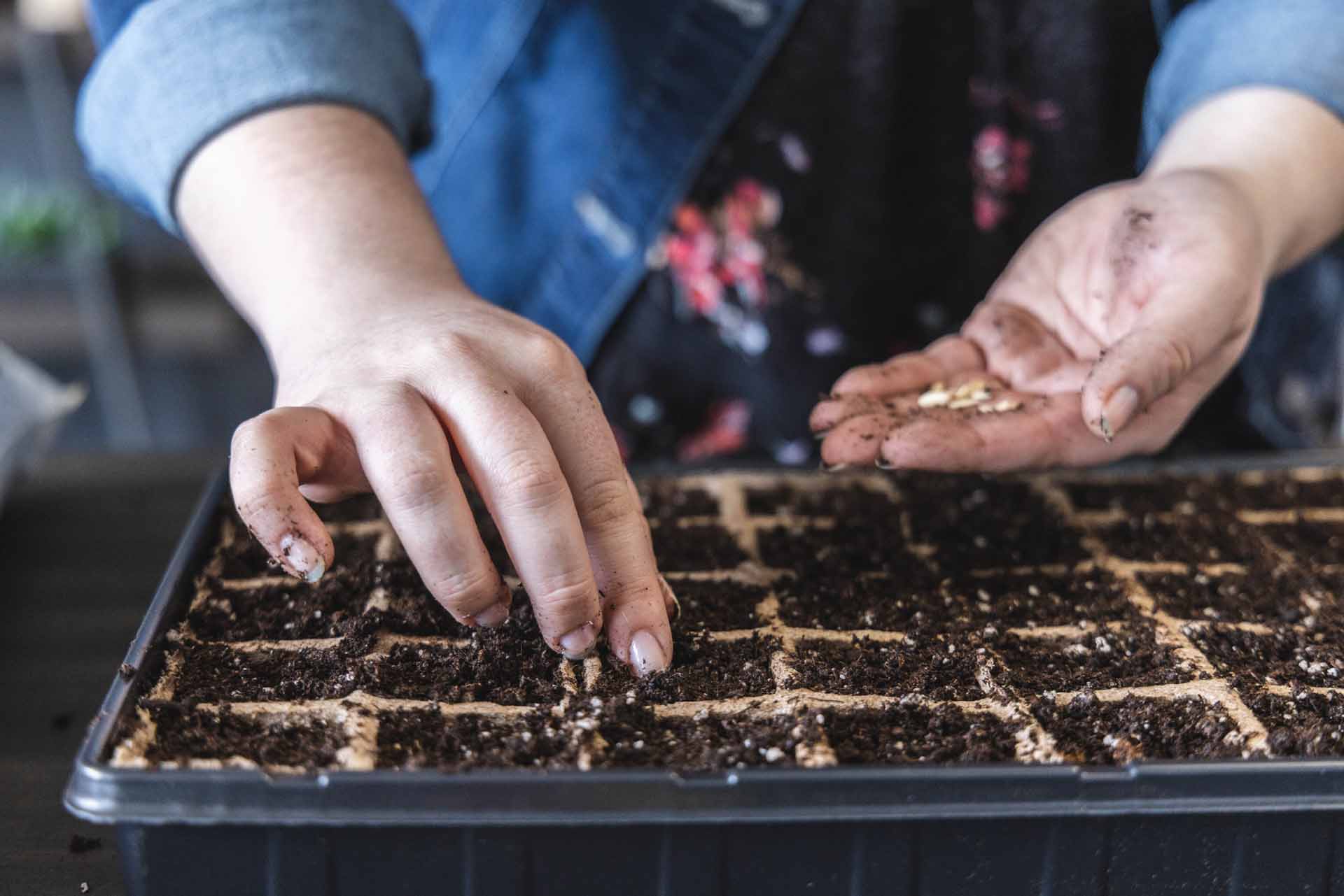 Six Steps for Success: Seed Starting | Petitti Garden Centers