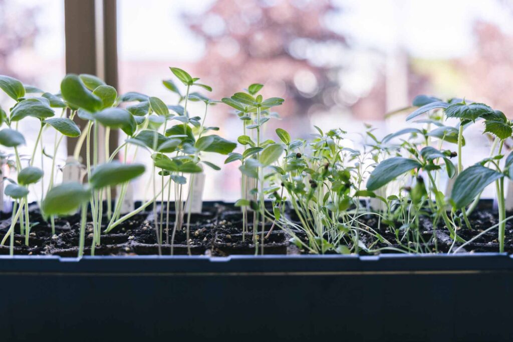 Six Steps for Success: Seed Starting | Petitti Garden Centers