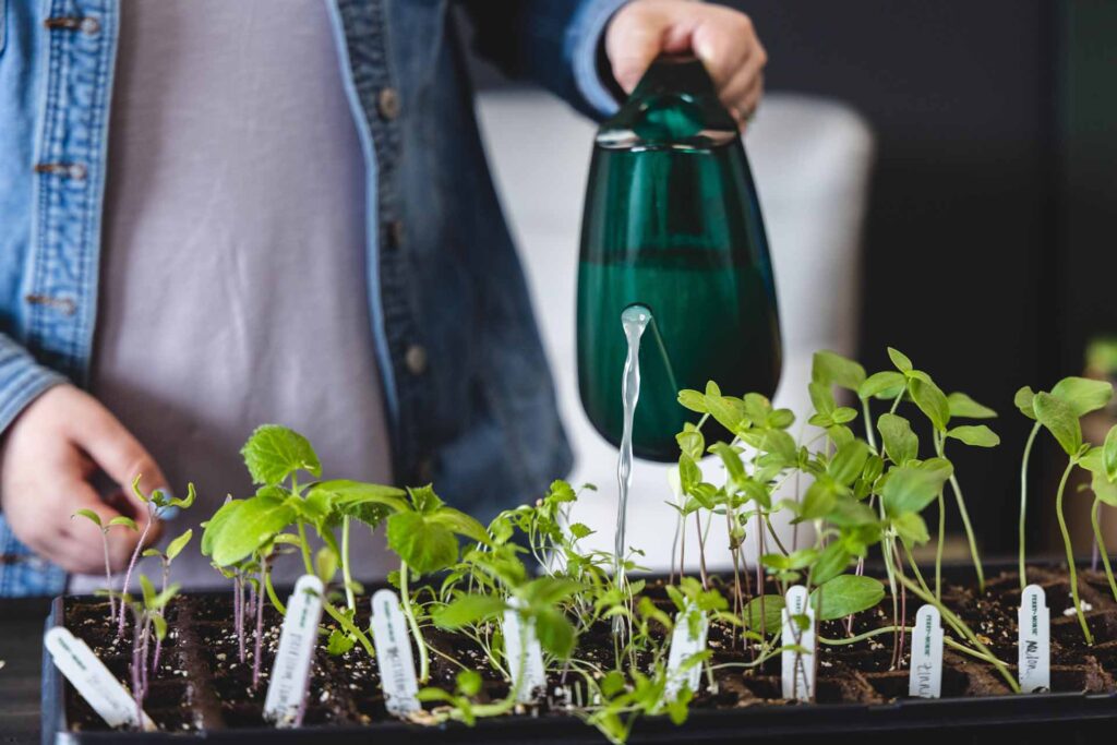 Six Steps for Success: Seed Starting | Petitti Garden Centers