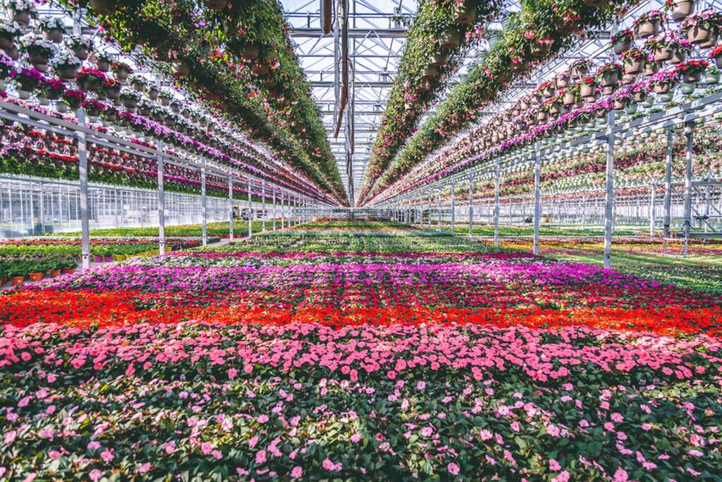 Best Local Garden Center | Petitti Garden Centers