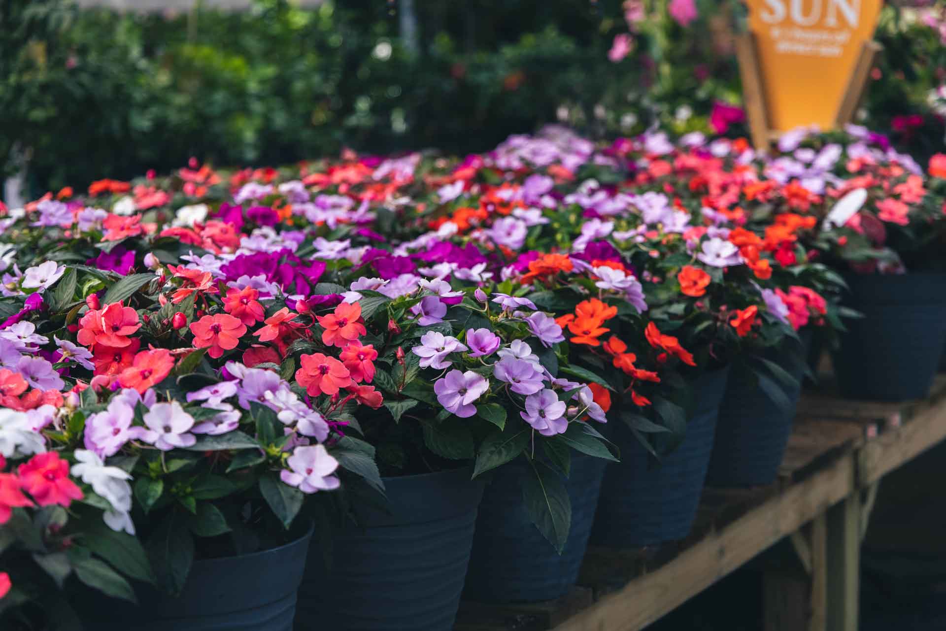 Petitti Garden Centers | Home & Garden Center, Plant Nursery