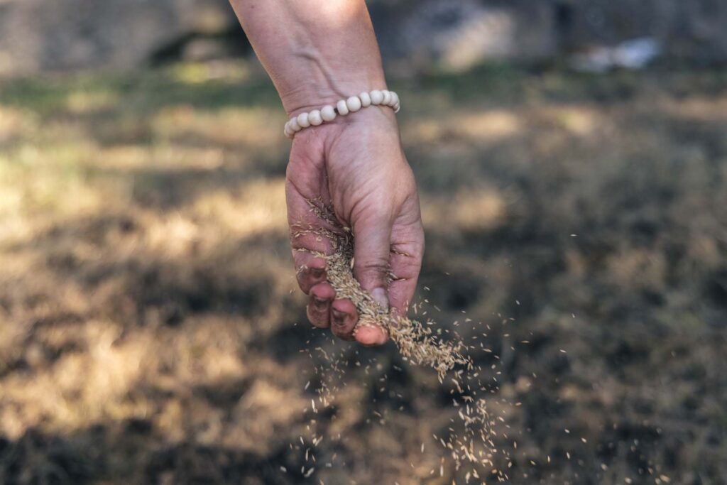 Seeding the Lawn | Petitti Garden Centers