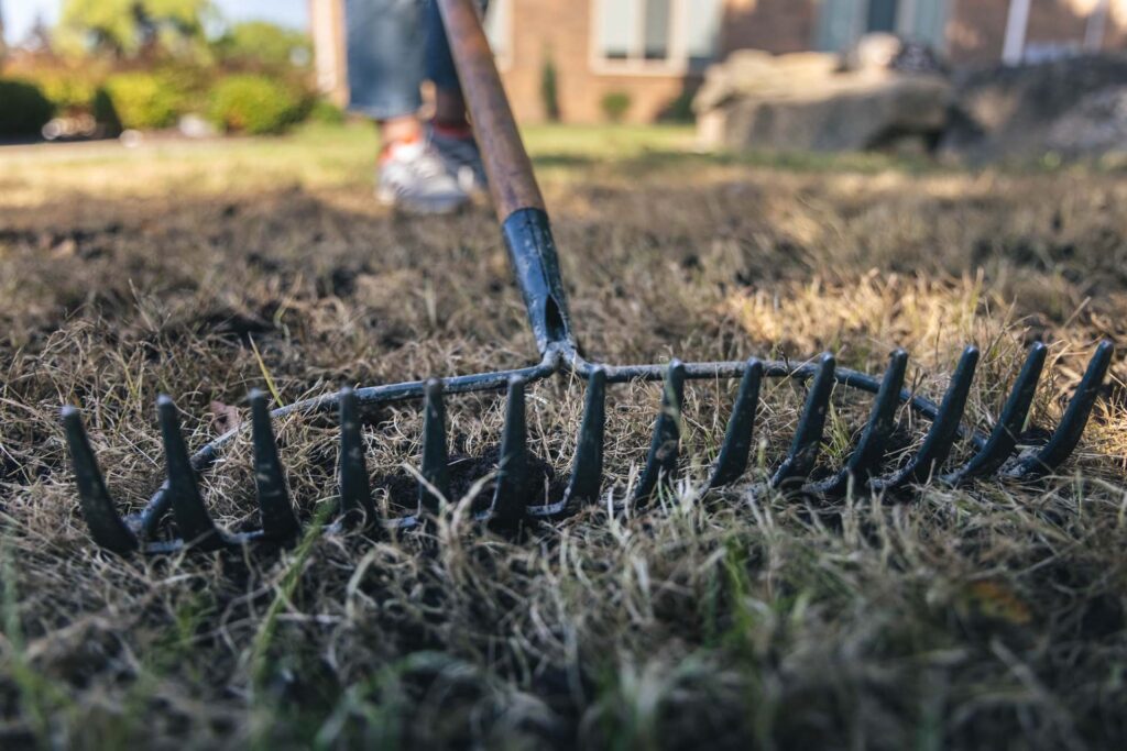 Seeding the Lawn | Petitti Garden Centers