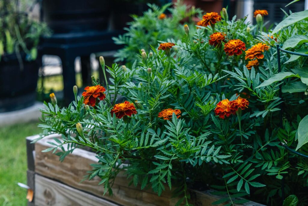 Vegetable Gardener, Shannon | Petitti Garden Centers