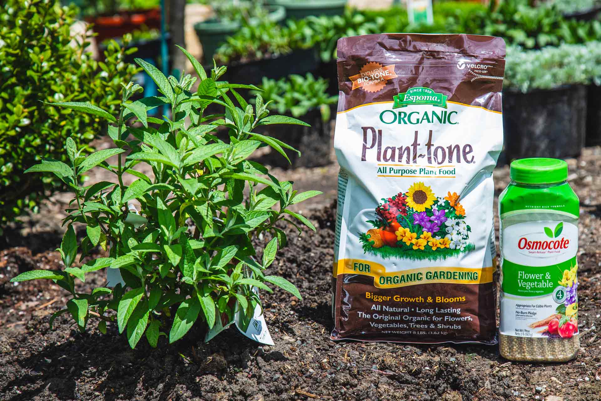 Petitti Garden Centers | Home & Garden Center, Plant Nursery