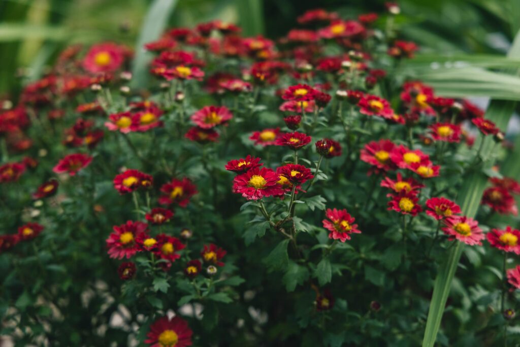 September Blooming Perennials | Petitti Garden Centers