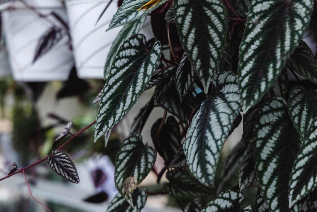 Creating Your Own Indoor Jungle | Petitti Garden Centers