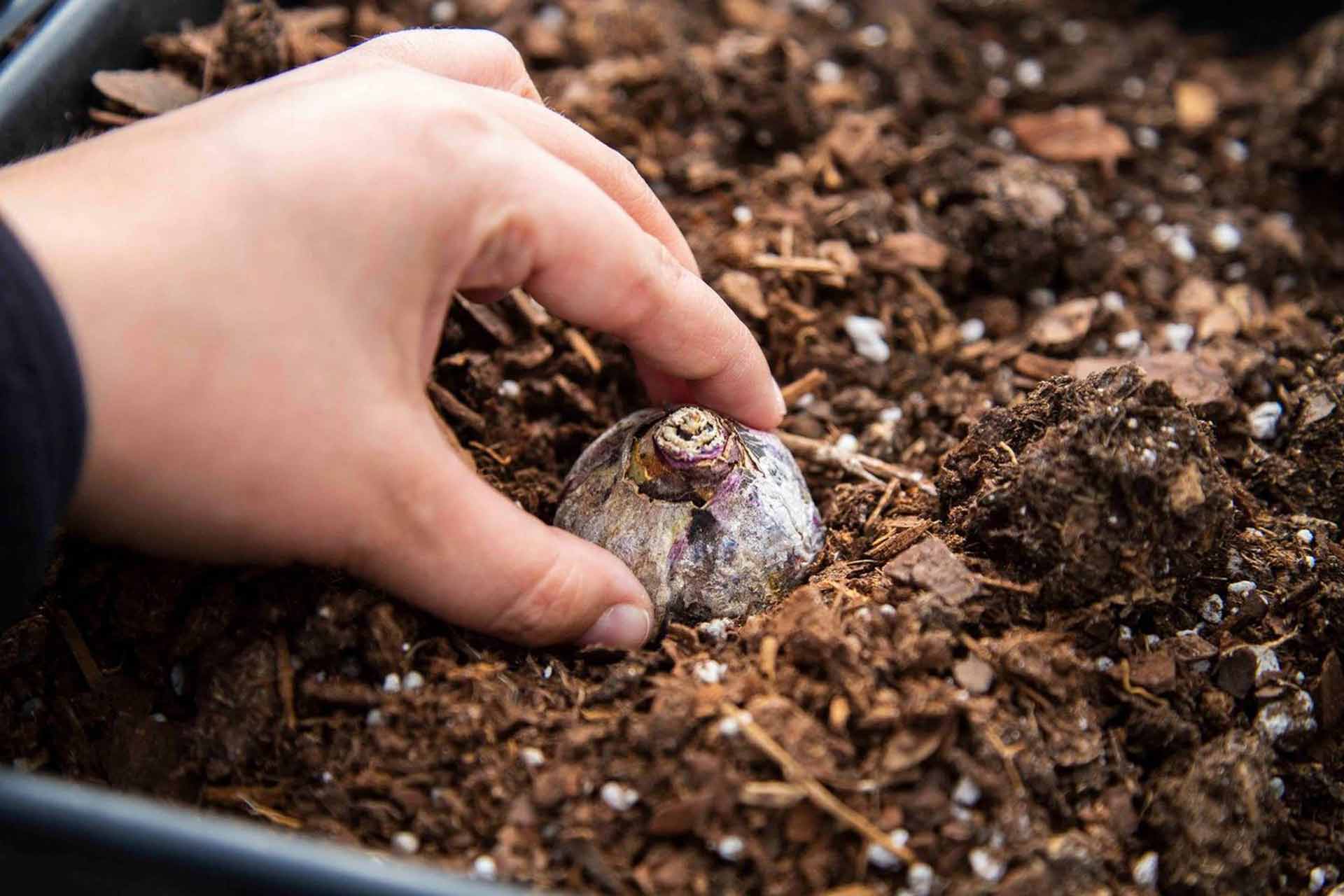 It S Time To Plant Spring Blooming Bulbs Petitti Garden Centers