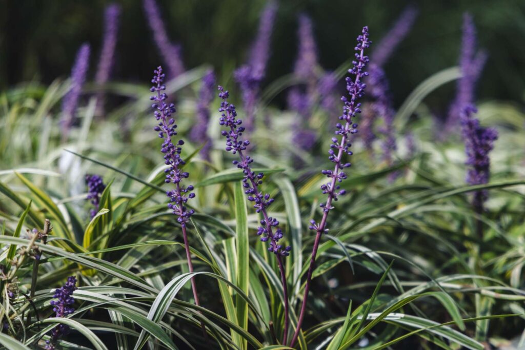 September Blooming Perennials | Petitti Garden Centers