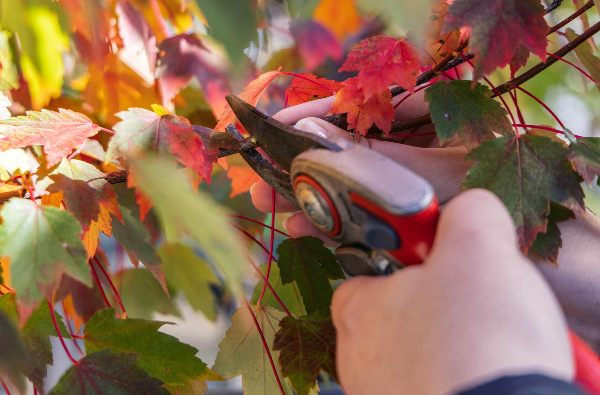 Fall Pruning Do’s & Don’ts | Petitti Garden Centers