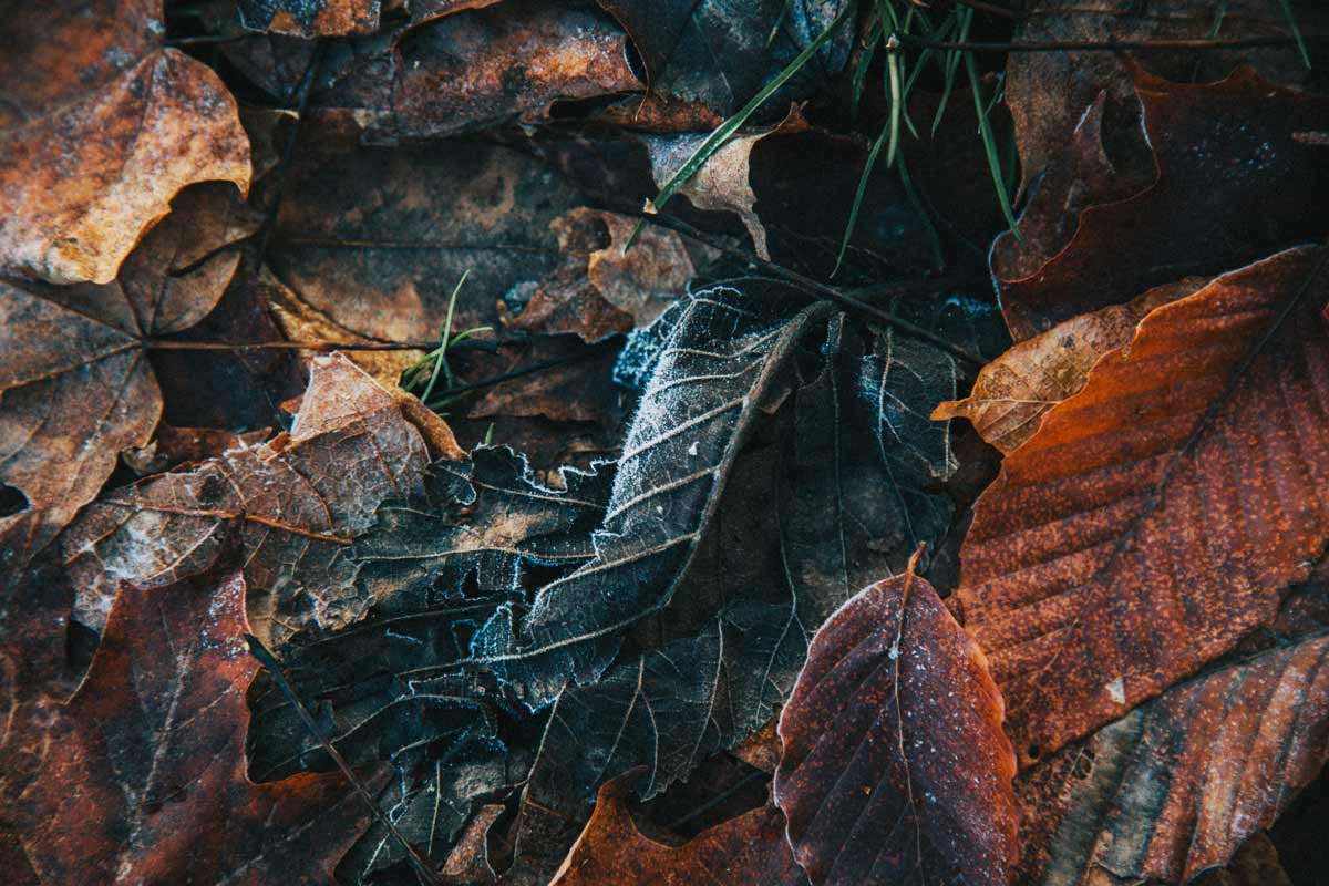 What a Fall Frost Alert Means for the Garden | Petitti Garden Centers